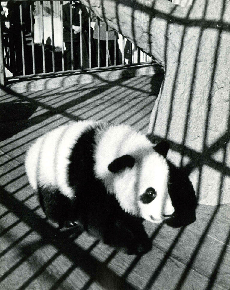 Brookfield Zoo Gallery | Zoo & Aquarium Video Archive