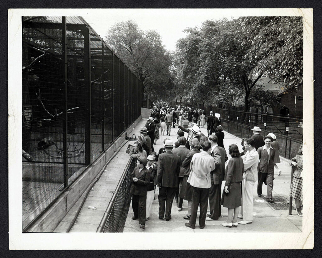 Lincoln Park Zoo Gallery | Zoo & Aquarium Video Archive