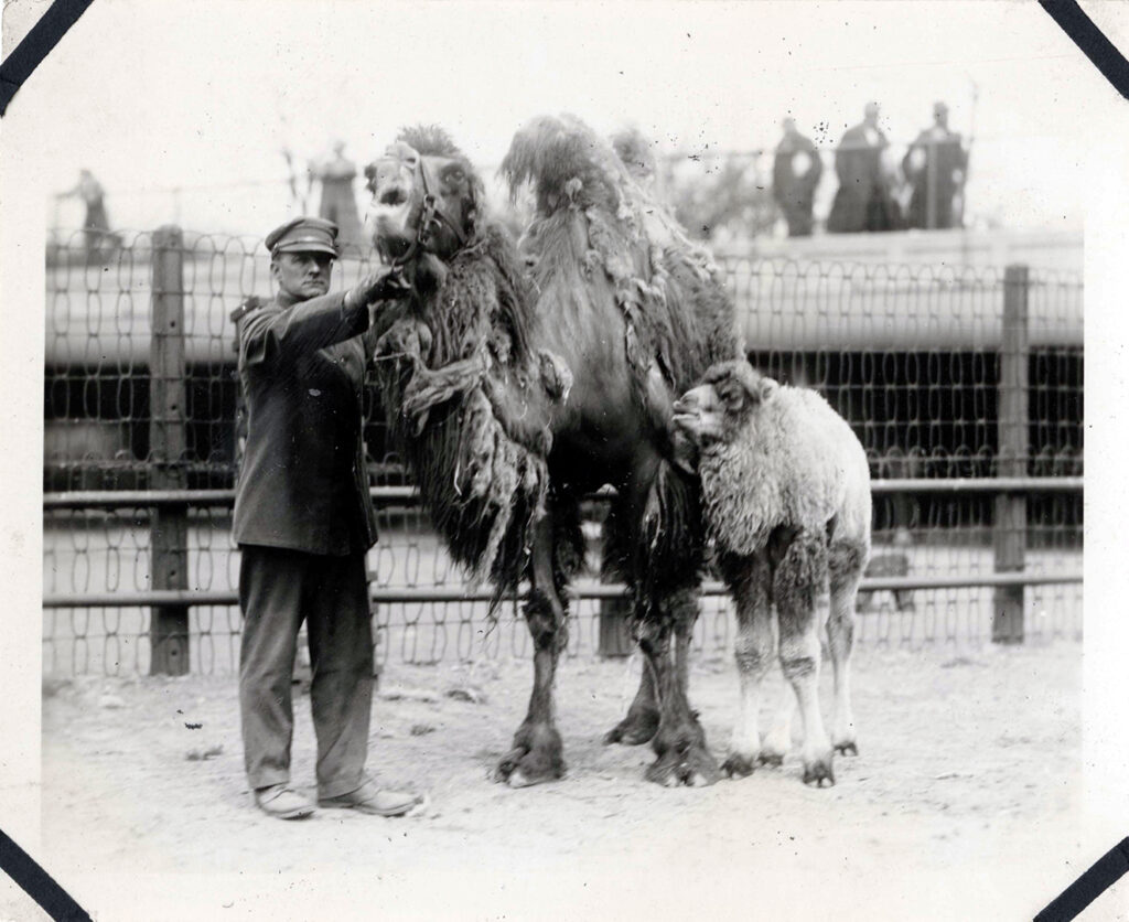 Lincoln Park Zoo Gallery | Zoo & Aquarium Video Archive