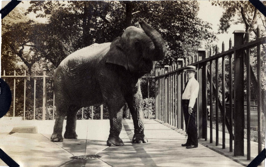 Lincoln Park Zoo Gallery | Zoo & Aquarium Video Archive