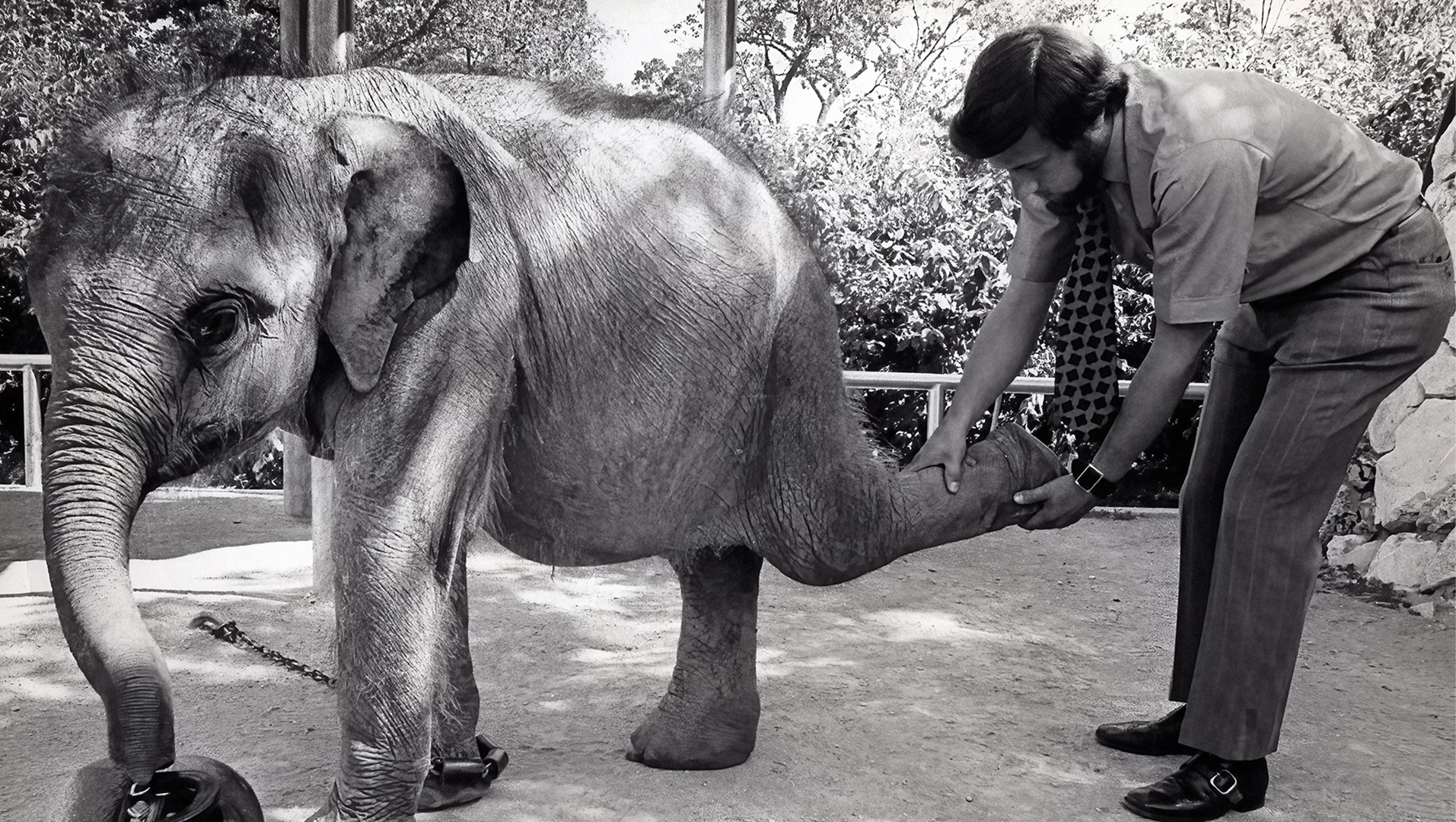 William “Bill” Boever D.V.M. Interview | Zoo & Aquarium Video Archive